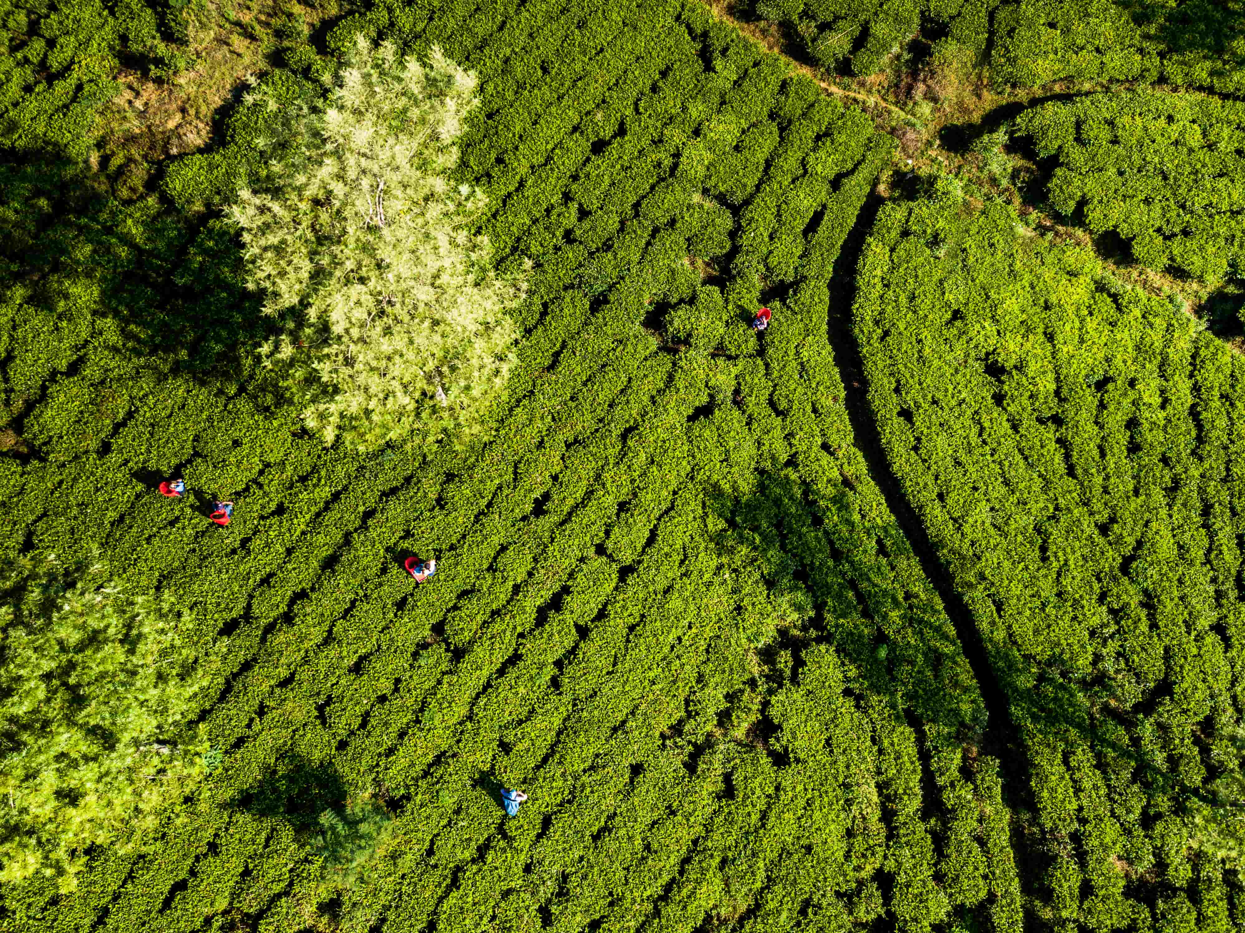 Zeylan Island Holidays | Sri Lanka Travel & Tour Packages